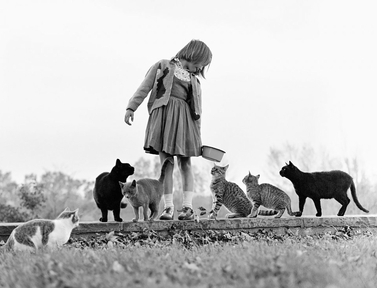Paw-trait master: The archive of cat photographer Walter Chandoha