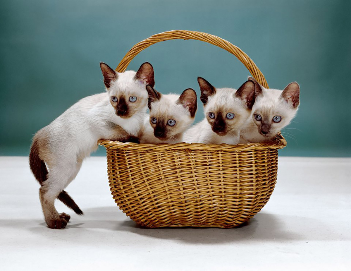 Paw-trait master: The archive of cat photographer Walter Chandoha