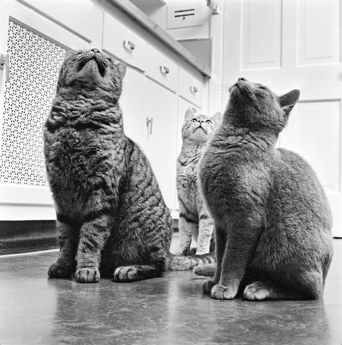 Paw-trait master: The archive of cat photographer Walter Chandoha