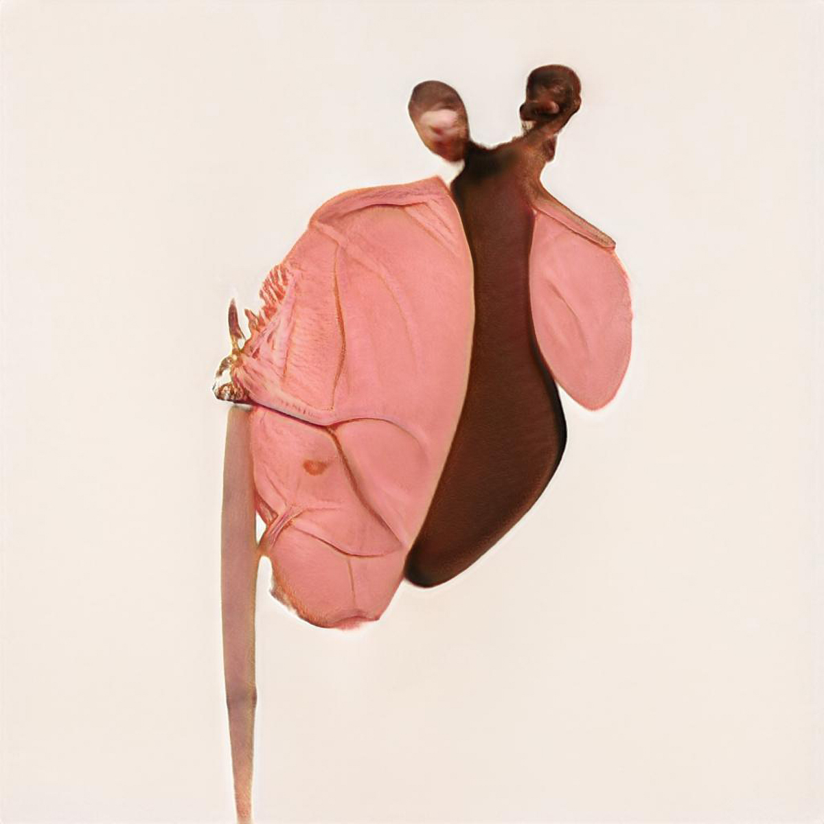 Gradwatch 2020: Photographer Fabio Rovai, London College of Fashion